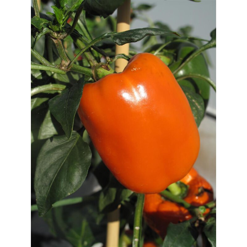 Blockpaprika | Paprika Orange Bell | Capsicum annuum | Pflanze online ...