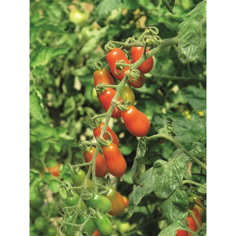 Romatomate Trilly | Veredelte Tomate Trilly | Solanum lycopersicum ...