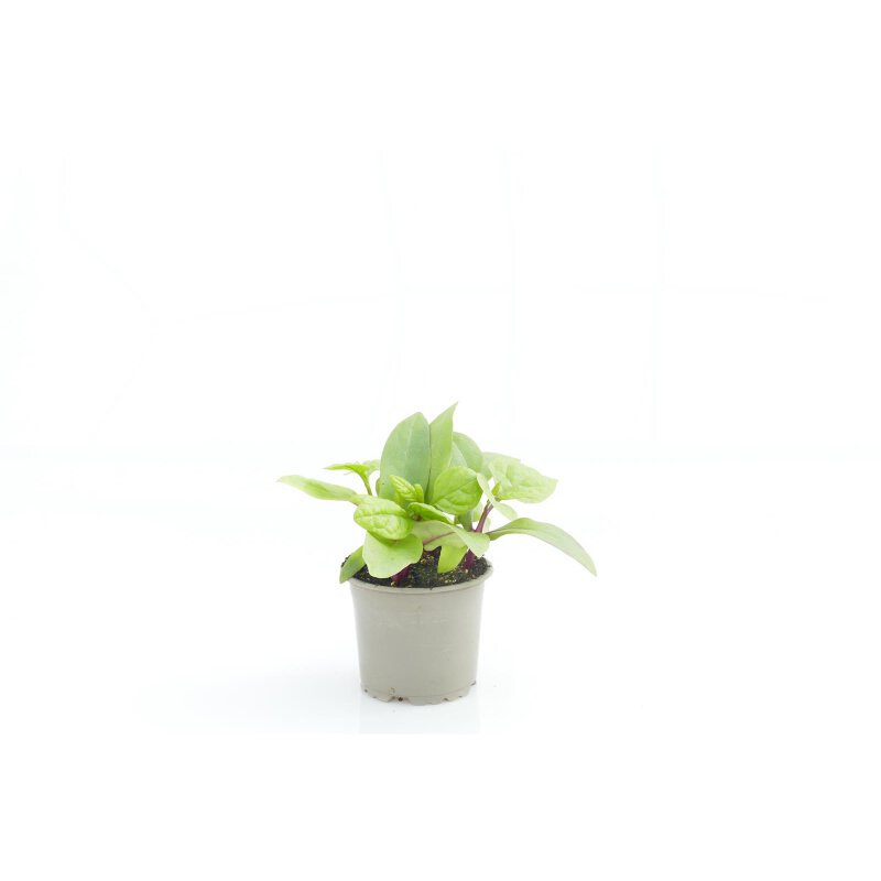 Malabar-Spinat Bio | Indischer Spinat online kaufen, 3,99