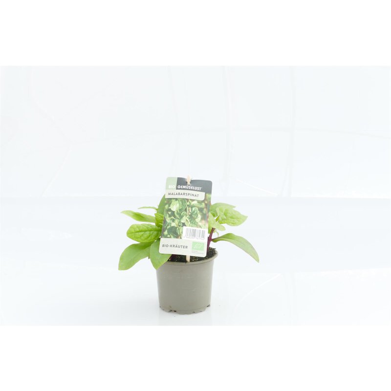 Malabar-Spinat Bio | Indischer Spinat online kaufen, 3,99
