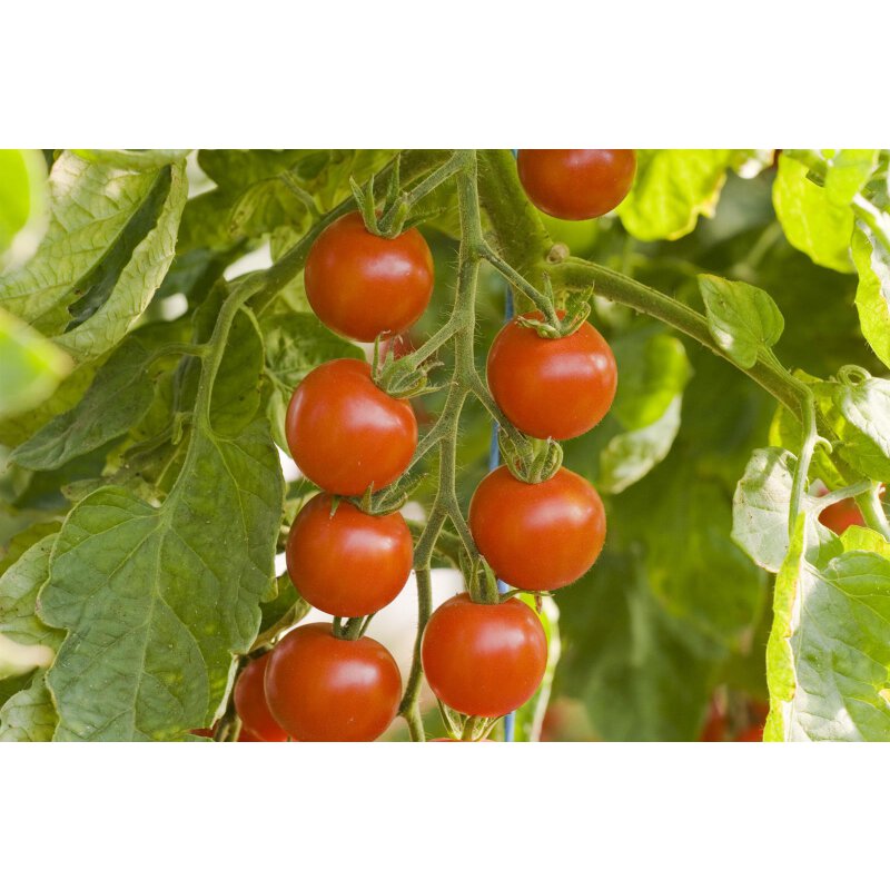 Cherrytomate | Kirschtomate | Zuckertraube | Bio | Solanum lycopersic ...