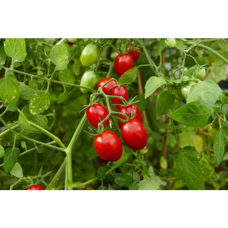 Kirschtomate Romello *Jungpflanze, 3,49