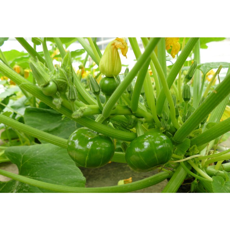 ZuK Oh-la-la - Zuchini-Kürbis *Jungpflanze, 4,95