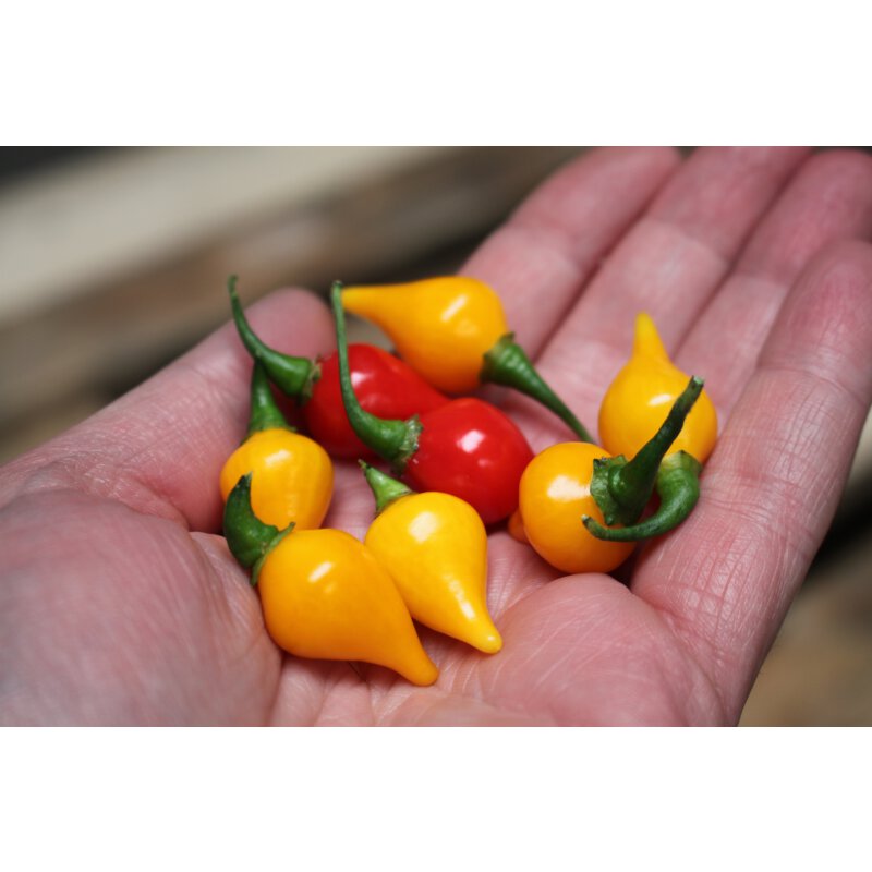 Milde mini Chili in Tropfenform Biquinho Rot *Jungpflanze Limited 2, 3,49