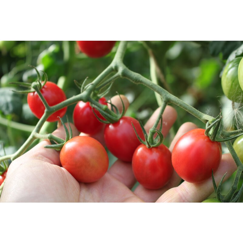 Längliche Kirschtomate Umamini *Jungpflanze Limited 2, 3,49